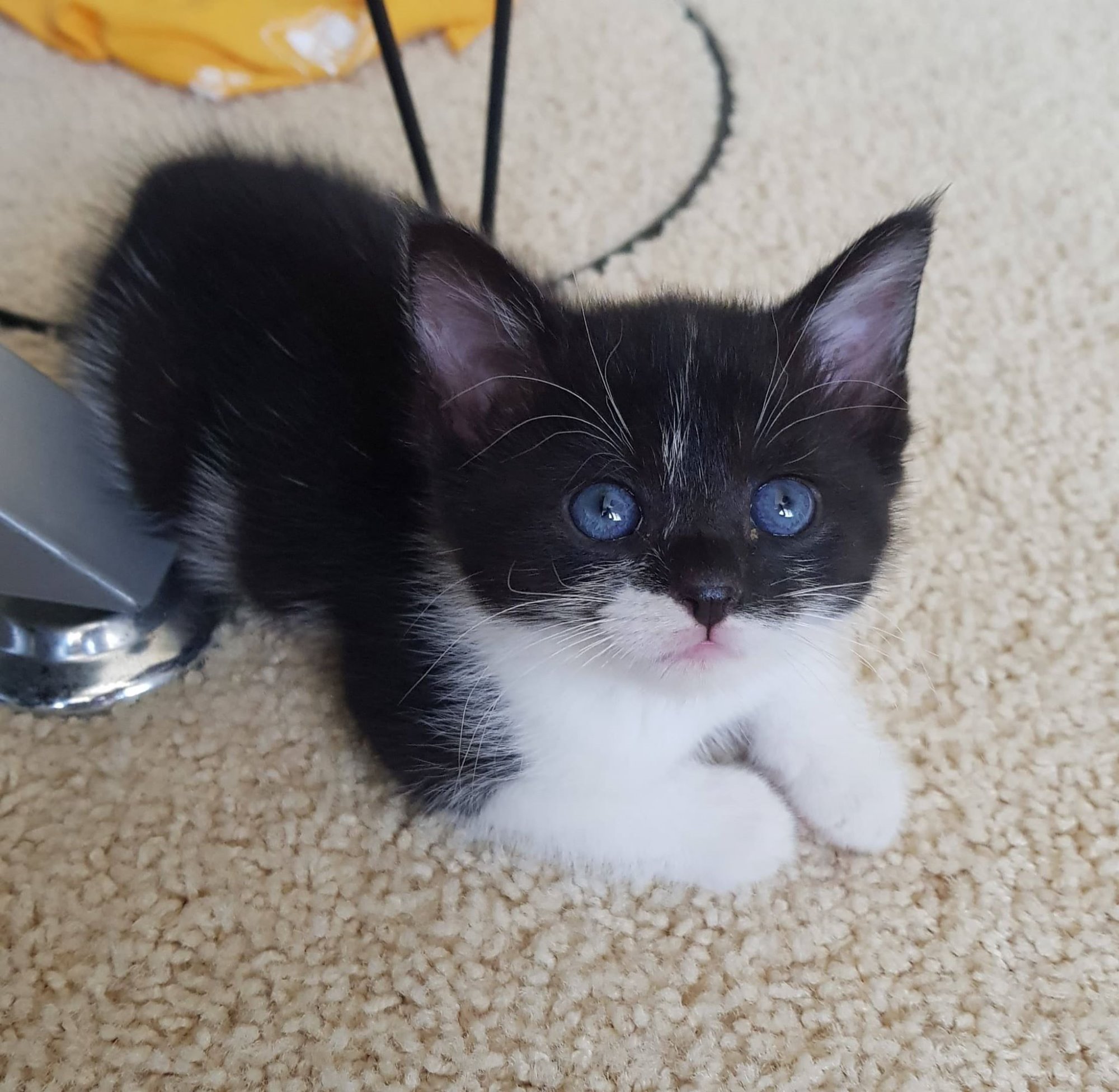 Baine - Male Manx Mix Cat in QLD - PetRescue