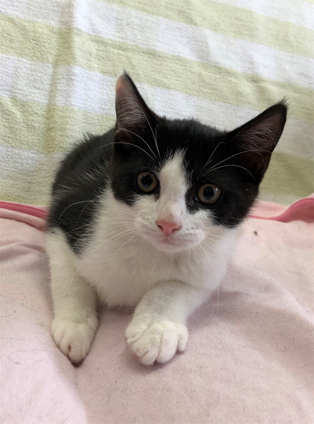 Bubba - Female Manx Mix Cat in QLD - PetRescue