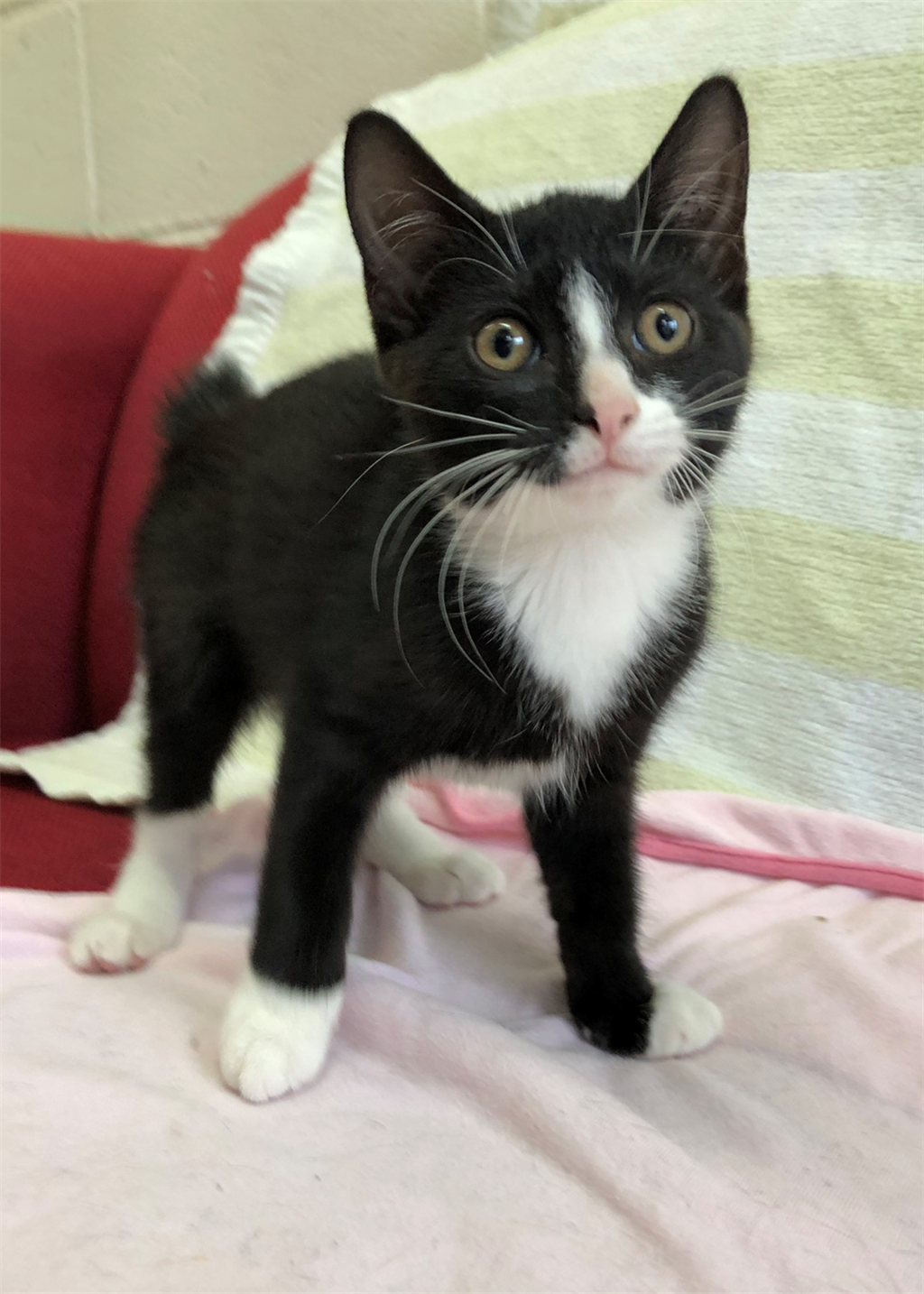 Royette - Female Manx Mix Cat in QLD - PetRescue