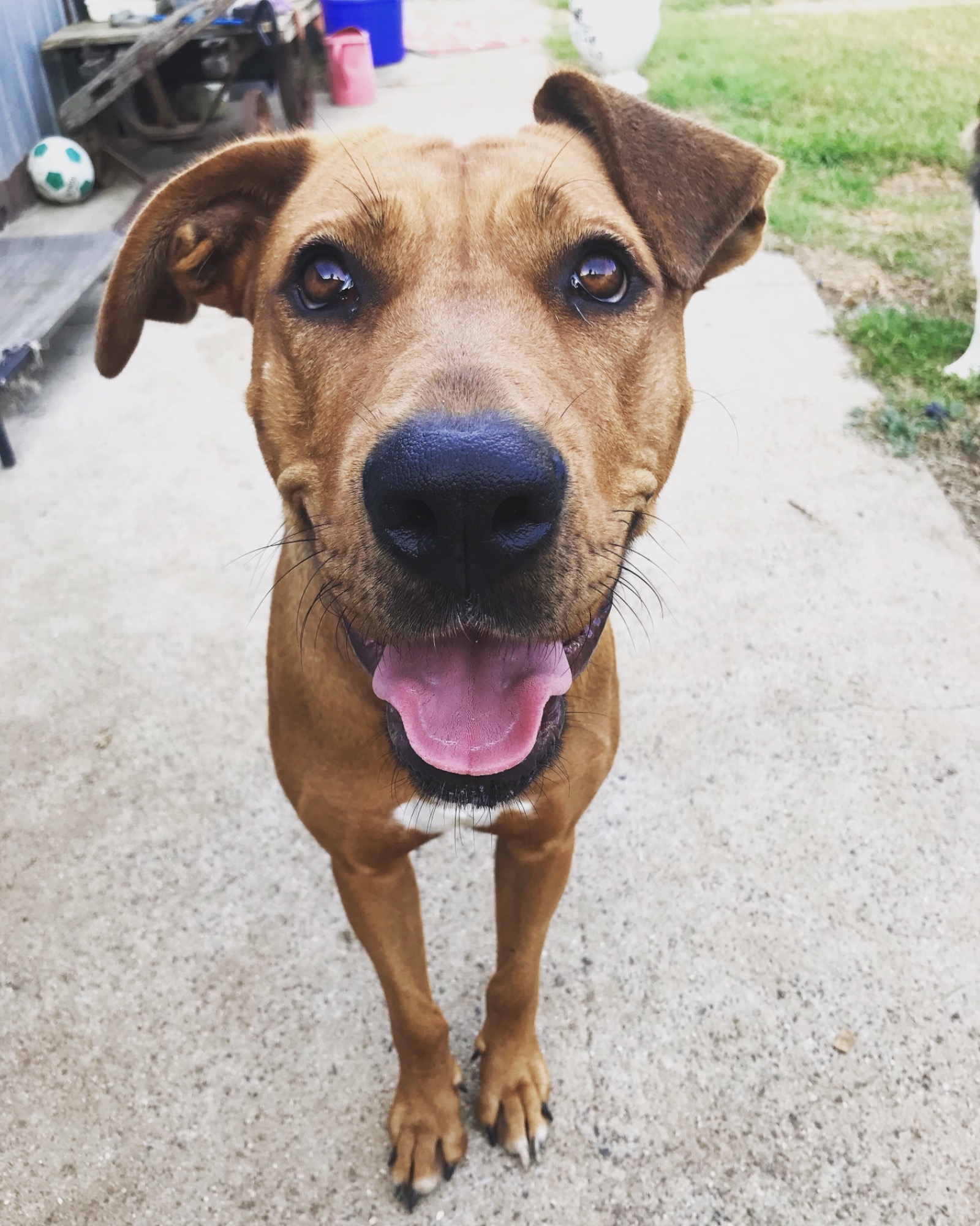 Calypso - Large Female Rottweiler x Ridgeback Mix Dog in VIC - PetRescue