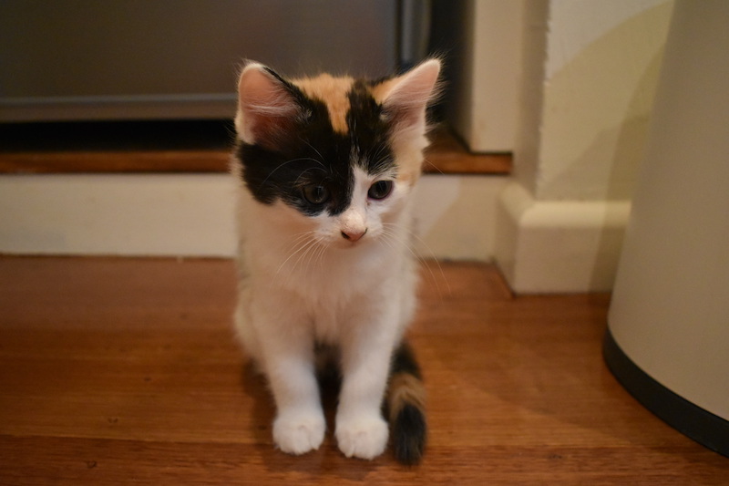 Cyan - Female Domestic Short Hair Cat in VIC - PetRescue