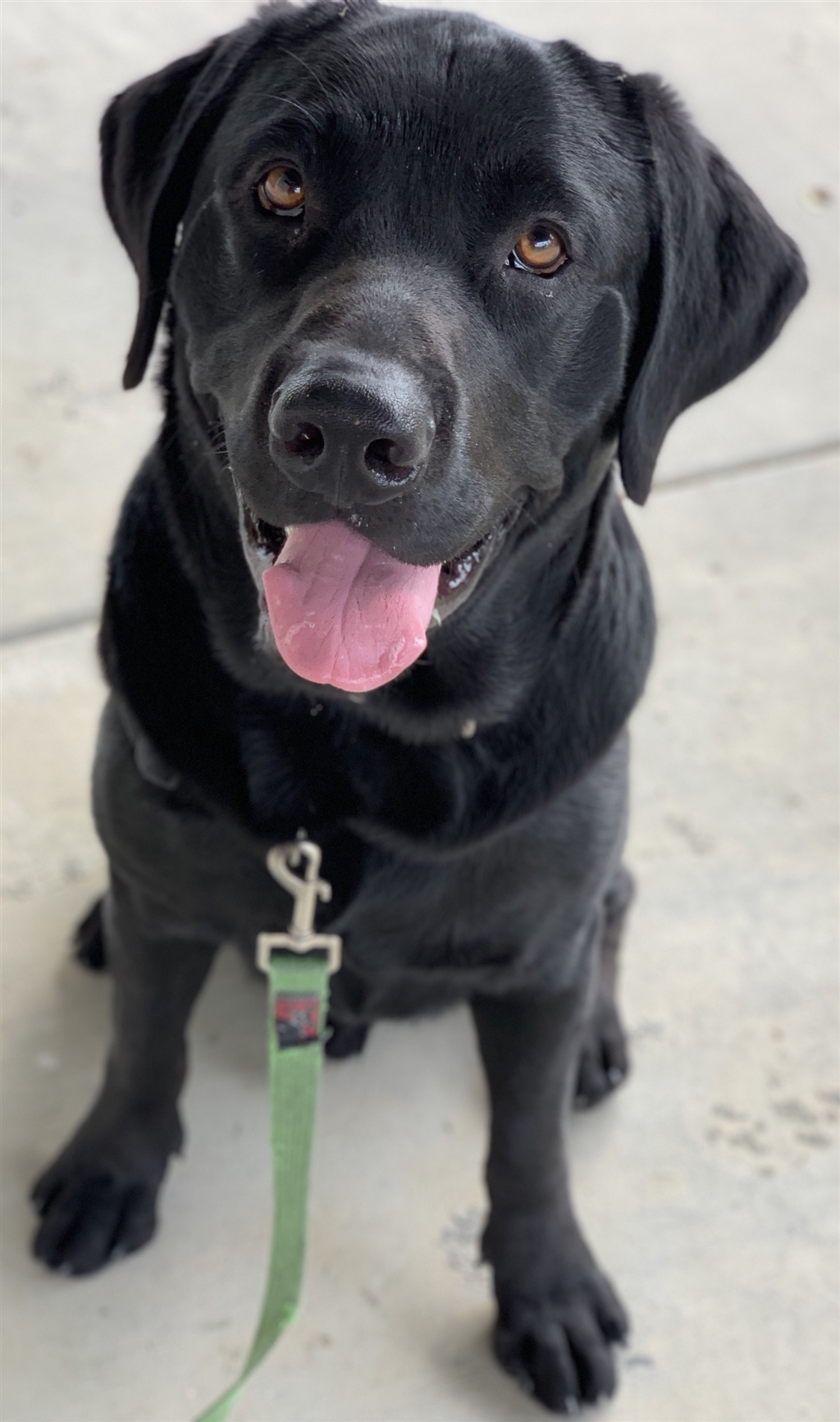 Roofus - Medium Male Labrador Retriever Mix Dog in QLD - PetRescue