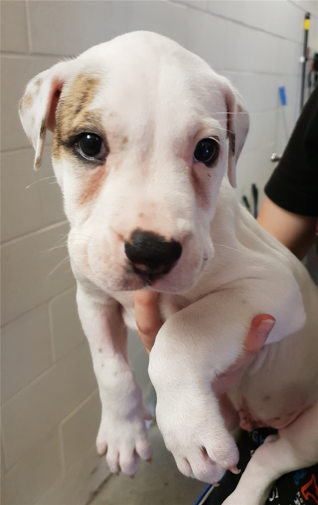 Boof - Medium Male American Staffordshire Bull Terrier Mix Dog in QLD ...