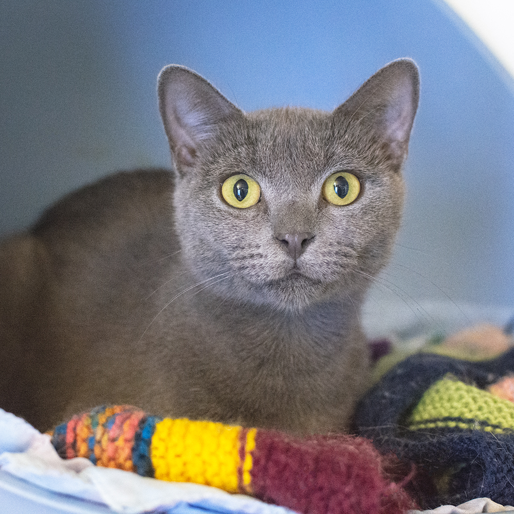 Peregrine (92828) - Female Domestic Short Hair Cat in VIC - PetRescue