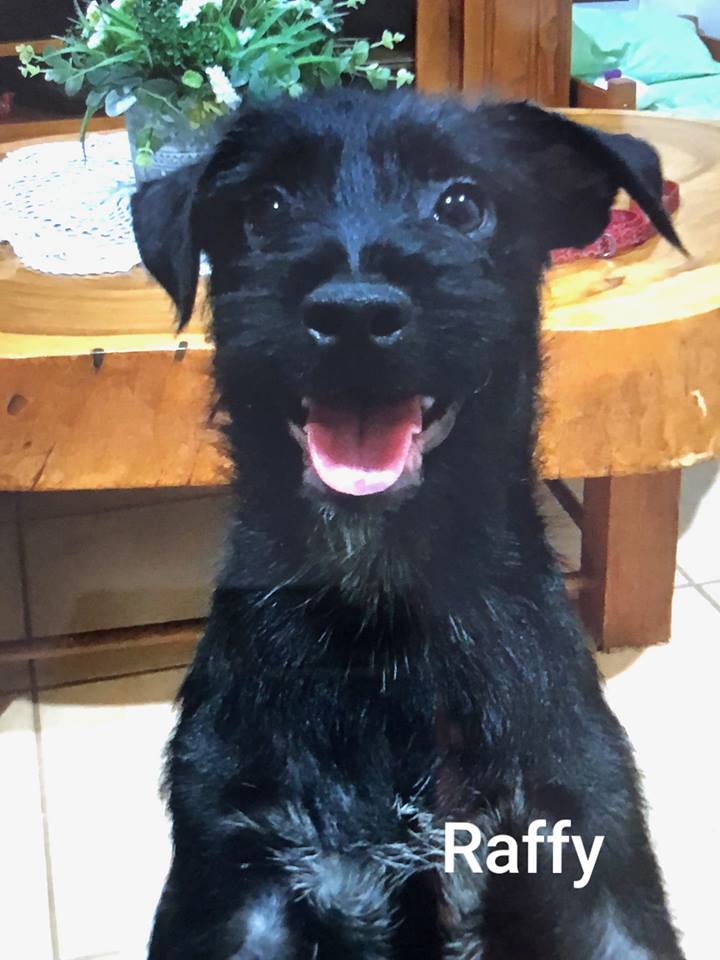 Raffy - Small Male Mixed Breed Mix Dog in QLD - PetRescue