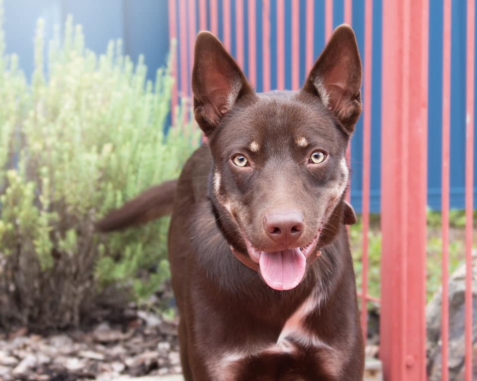 Milo - Medium Male Kelpie Dog in QLD - PetRescue