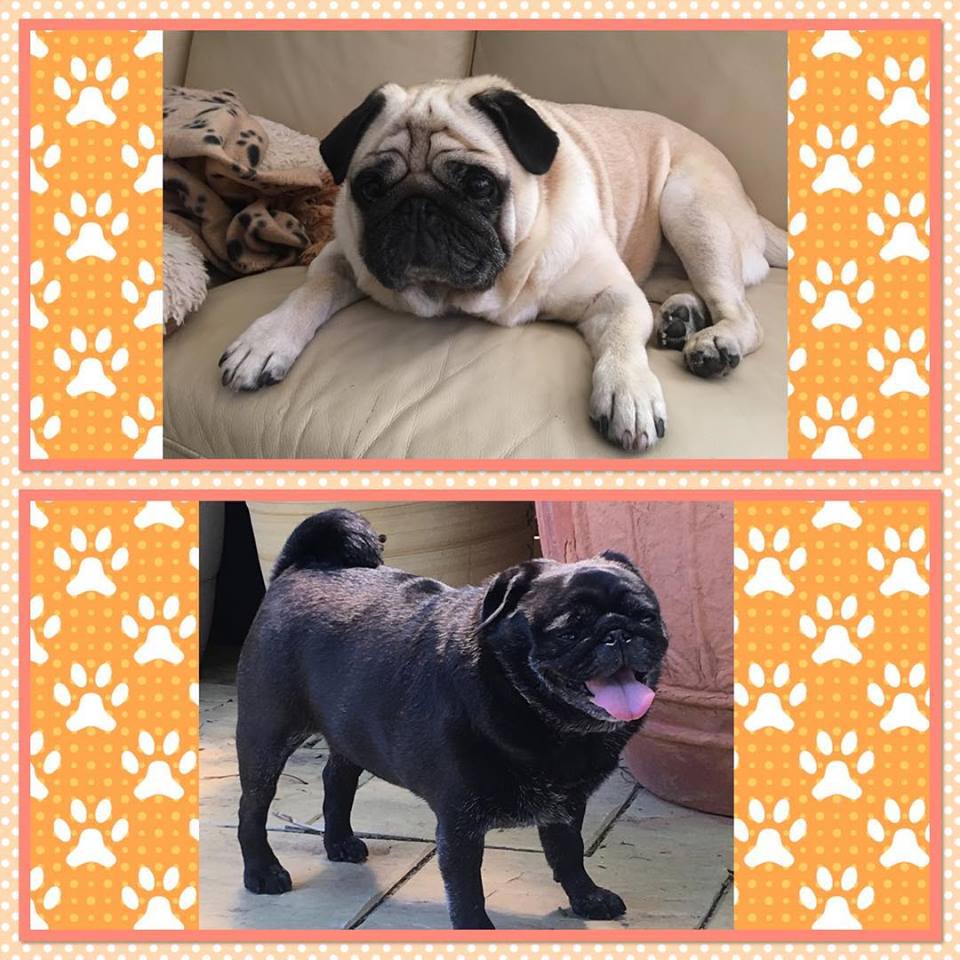 Choppa and Sooki - Small Male Pug Dog in WA - PetRescue