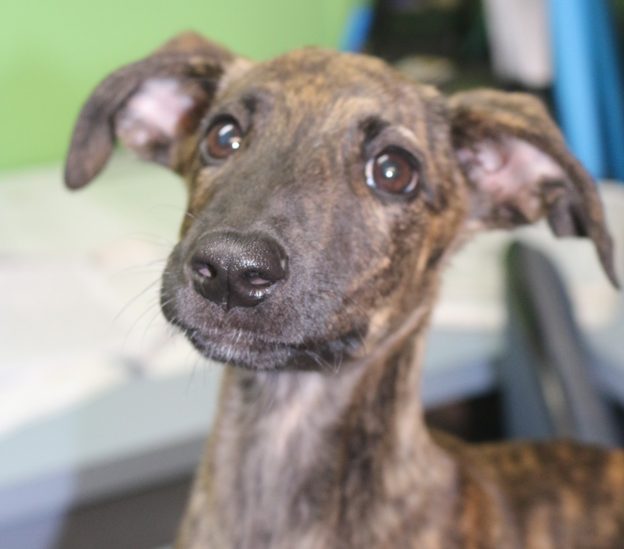 Cheeka - Large Female Staghound Mix Dog in NSW - PetRescue