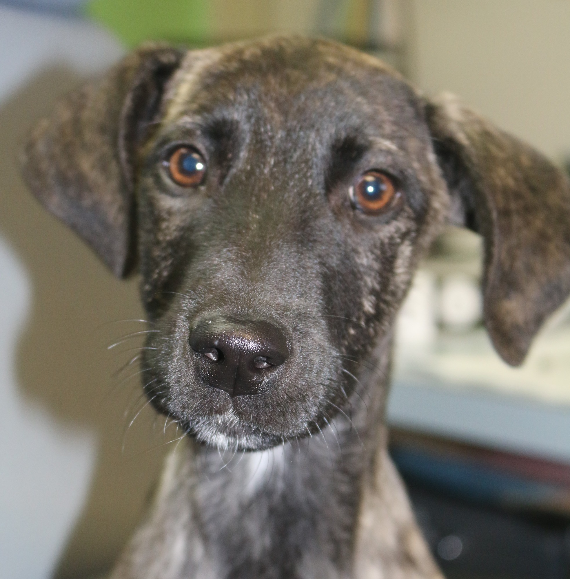 Kelsie - Large Female Staghound Mix Dog in NSW - PetRescue