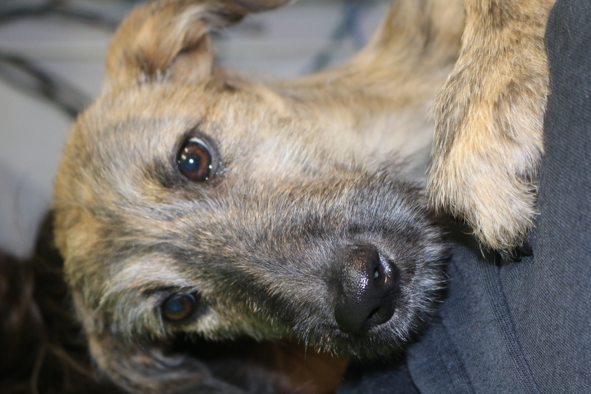 Tipo - Large Male Staghound Mix Dog in NSW - PetRescue