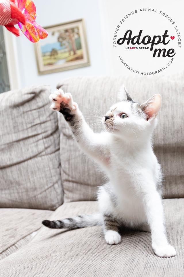 Forever Friends Animal Rescue Latrobe - PetRescue