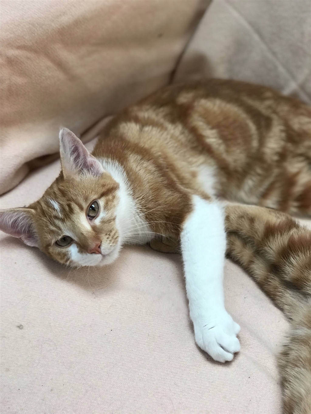 Tiger - Male Domestic Short Hair Mix Cat in QLD - PetRescue