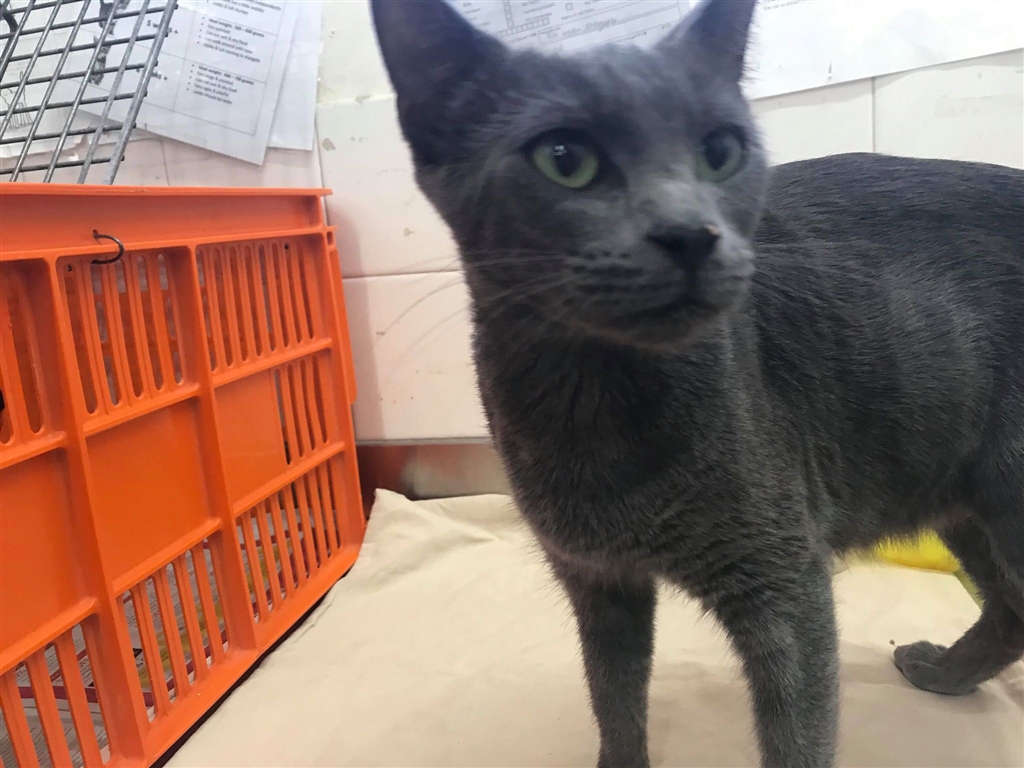 Ciara - Female Domestic Short Hair Mix Cat in WA - PetRescue