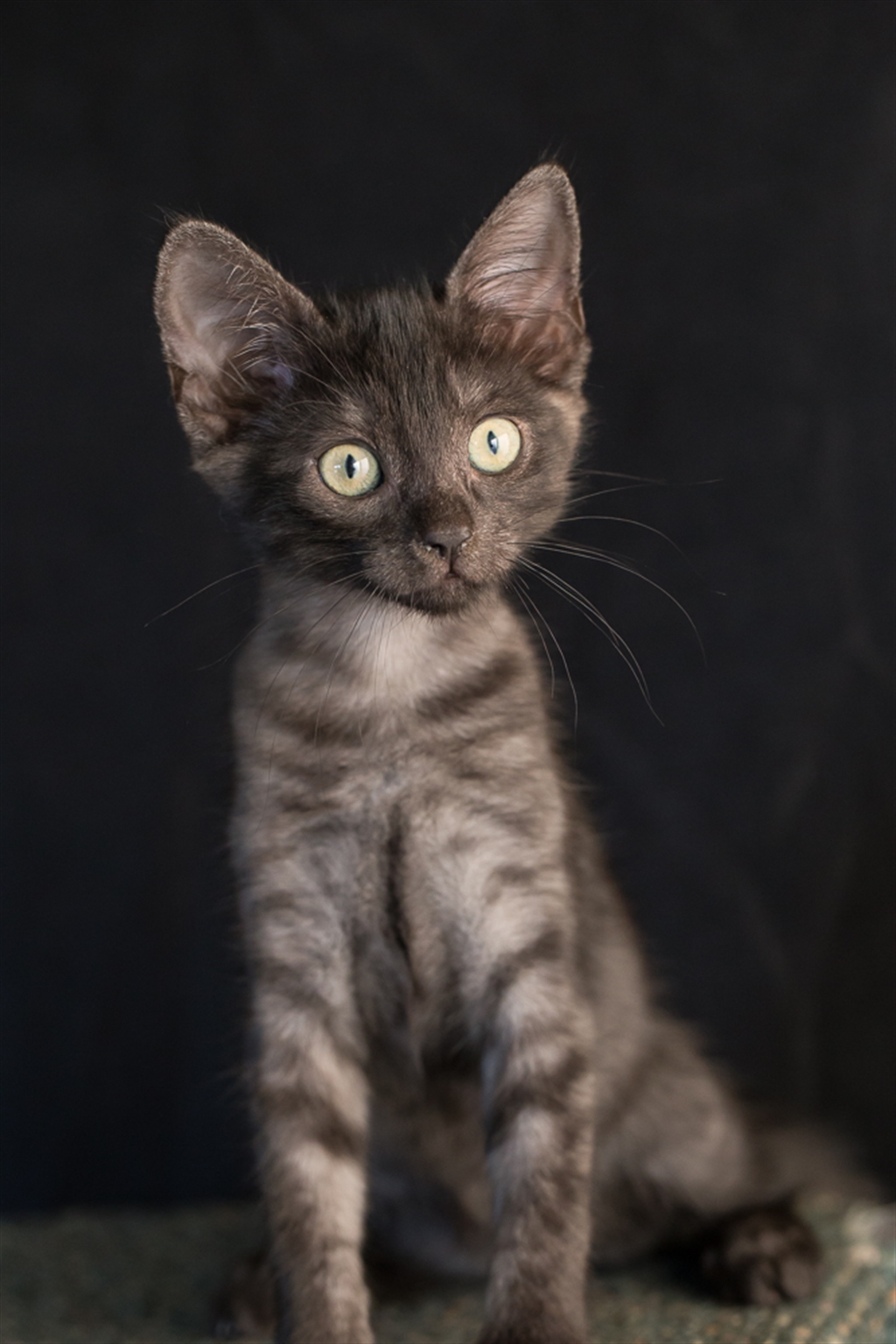 bundy - Female Devon Rex x Domestic Short Hair Mix Cat in QLD - PetRescue