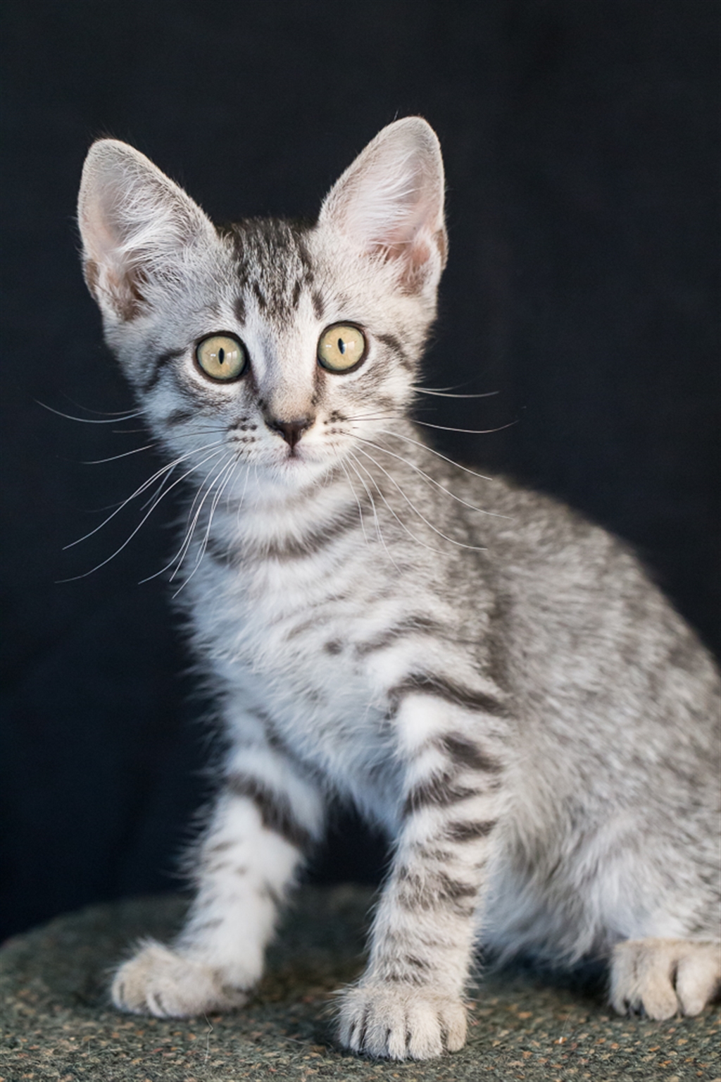 Sterling - Male Devon Rex x Domestic Short Hair Mix Cat in QLD - PetRescue