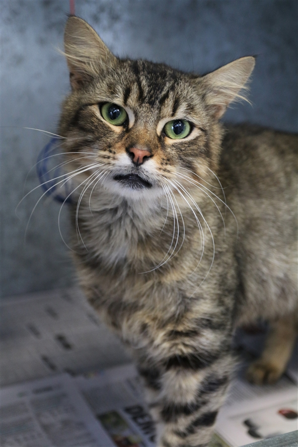 Dougal - Male Domestic Short Hair Cat in NSW - PetRescue