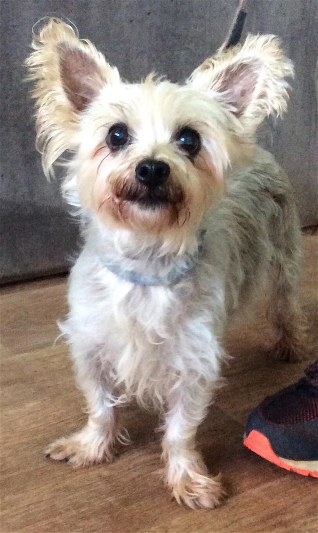 Babe - Small Female Australian Silky Terrier Mix Dog in QLD - PetRescue