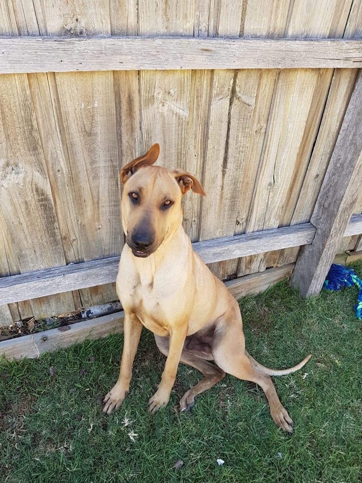 Bear - Large Male Rhodesian Ridgeback x Shar-Pei Dog in VIC - PetRescue