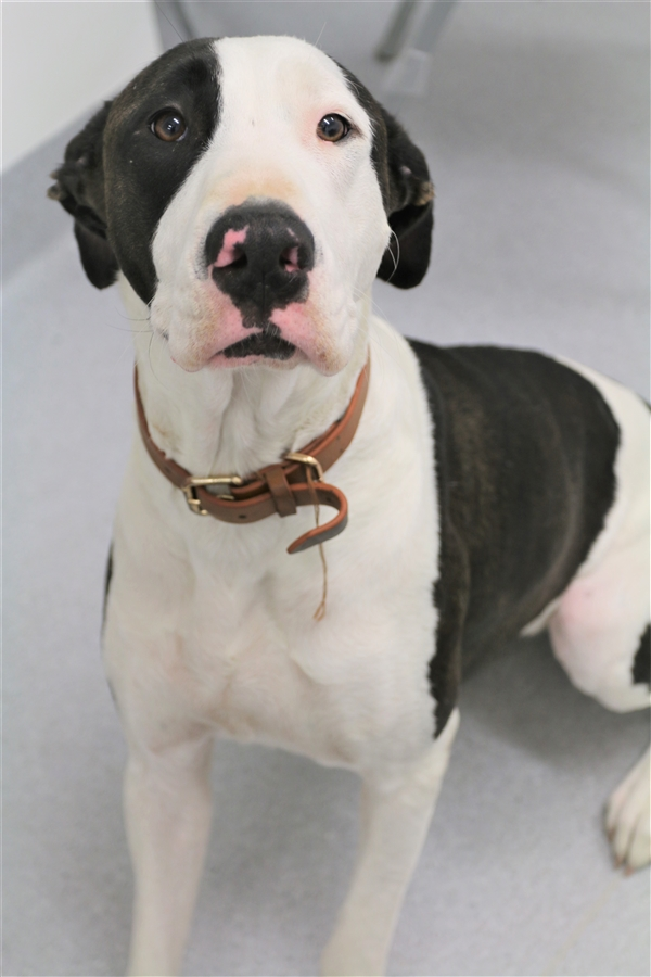 Moo - Large Female Bull Arab Dog in NSW - PetRescue