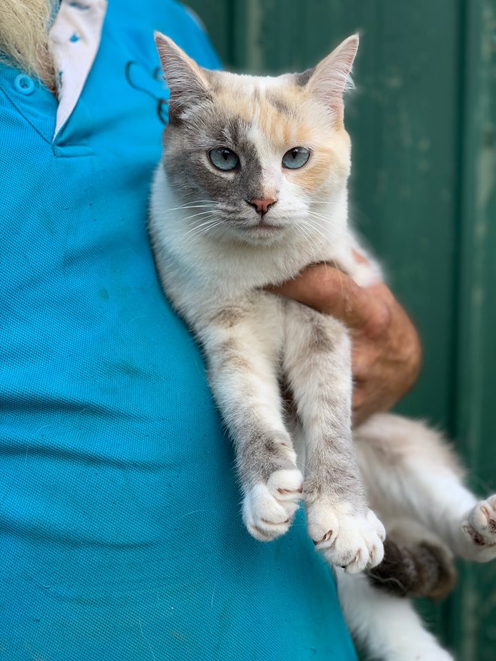 Marla - Female Ragdoll Mix Cat in QLD - PetRescue