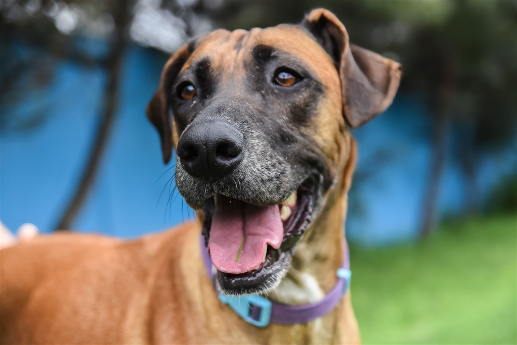 Malta - Large Female Boxer x Rhodesian Ridgeback Mix Dog in QLD - PetRescue