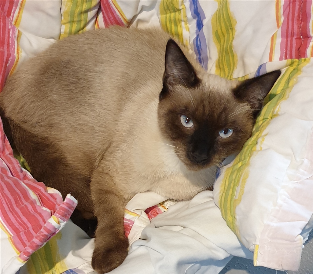 Possum - Male Tonkinese Mix Cat in QLD - PetRescue