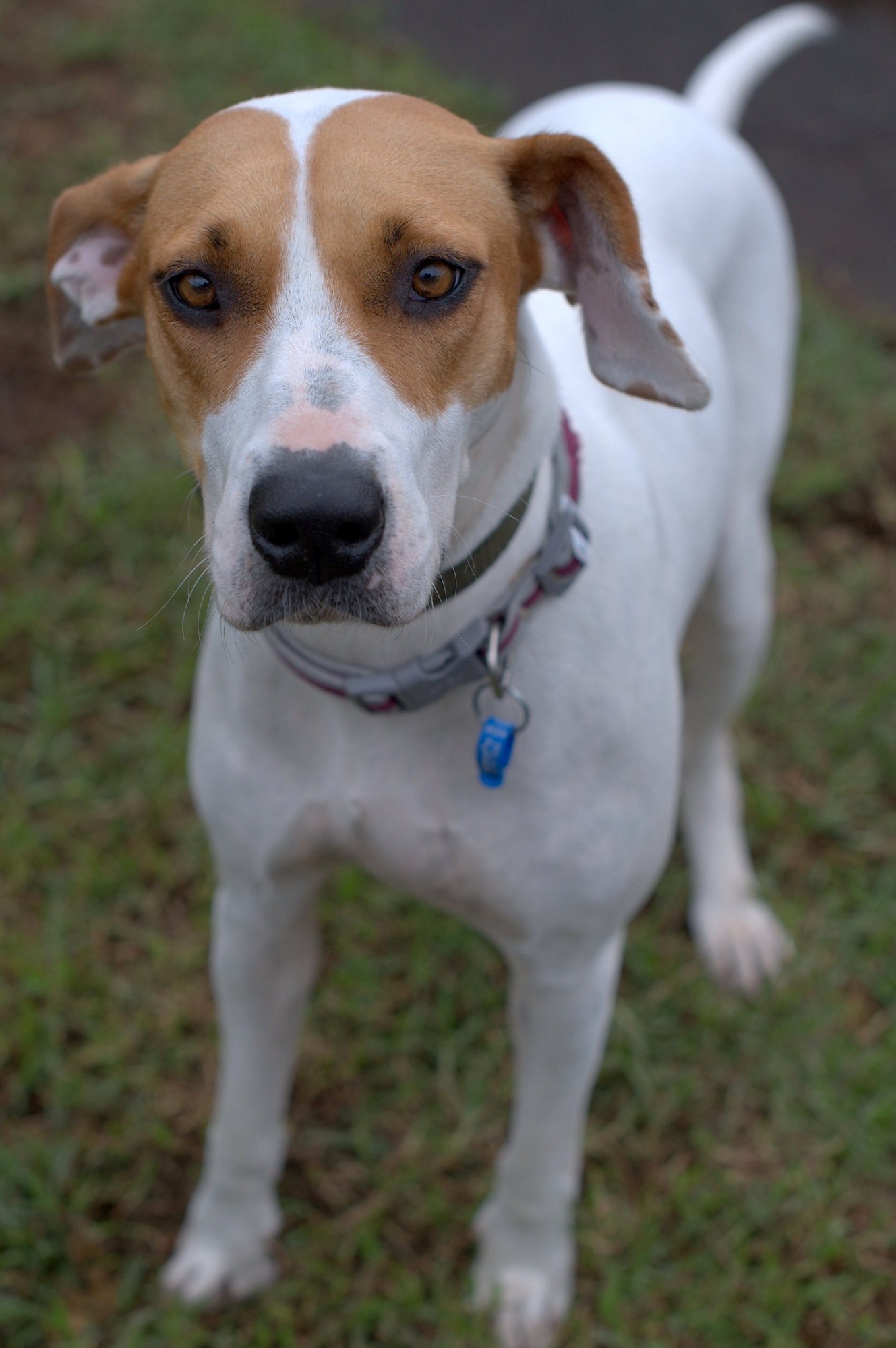 Harley - Large Female Bull Terrier x Pointer Mix Dog in NSW - PetRescue