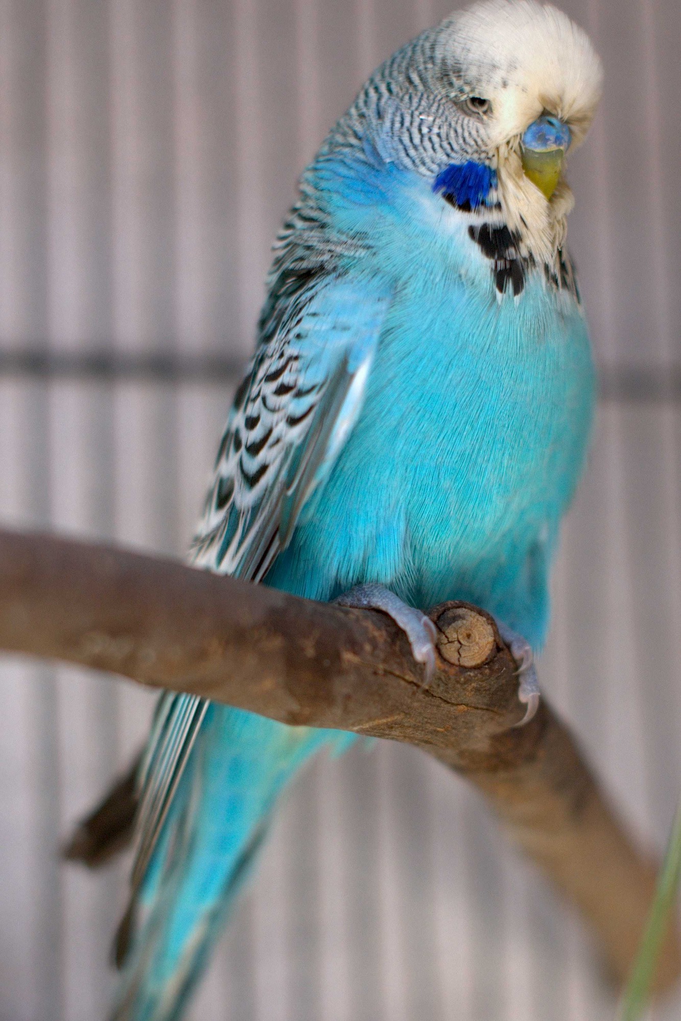 Astro - Male Bird in NSW - PetRescue