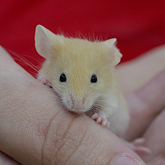 Yarrow - Male Mouse in NSW - PetRescue