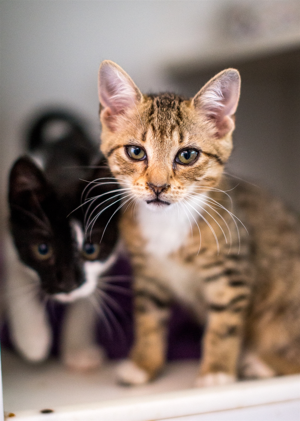 Prince Naveen - Male Domestic Short Hair Mix Cat in NSW - PetRescue