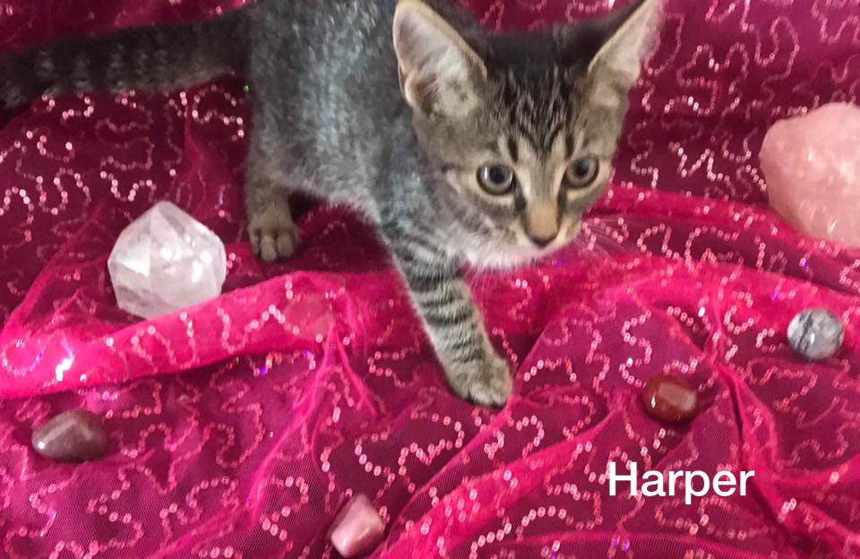 Harper - Female Domestic Short Hair Cat in QLD - PetRescue