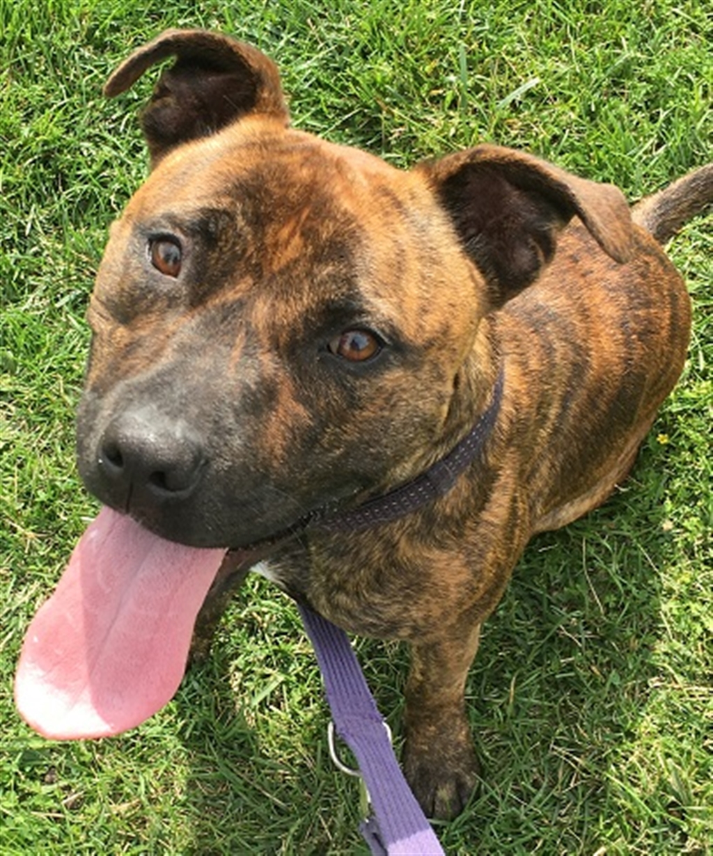 Zeus - Medium Male Staffordshire Bull Terrier Dog in ACT - PetRescue