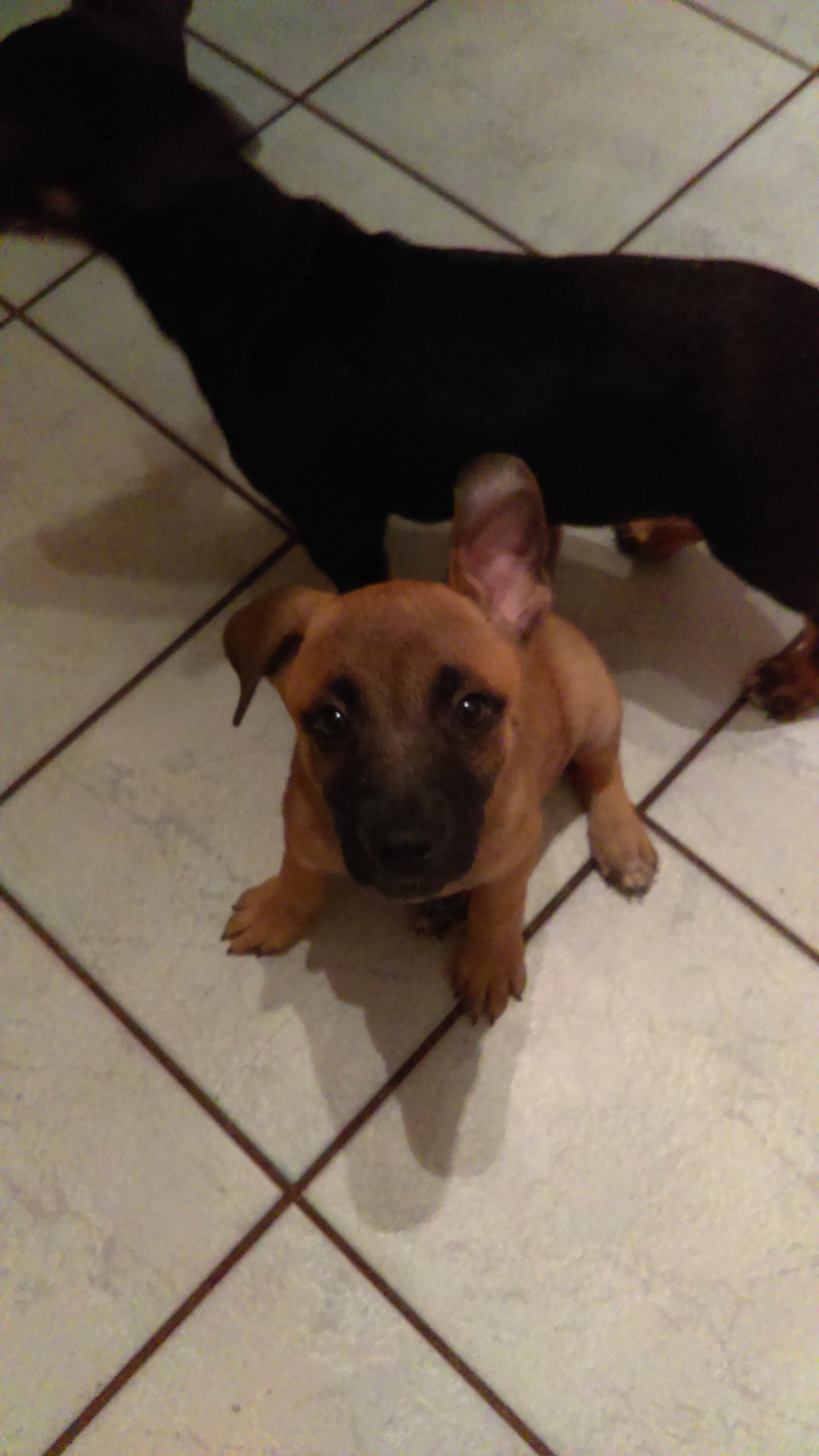 Tinkerbell - Medium Female Husky x Staffy x Ridgeback Mix Dog in NSW ...