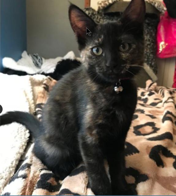 Sambuca - Female Domestic Short Hair Cat in VIC - PetRescue