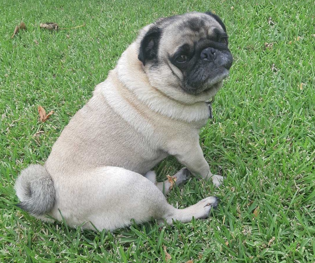 Gus - Small Male Pug Dog in NSW - PetRescue