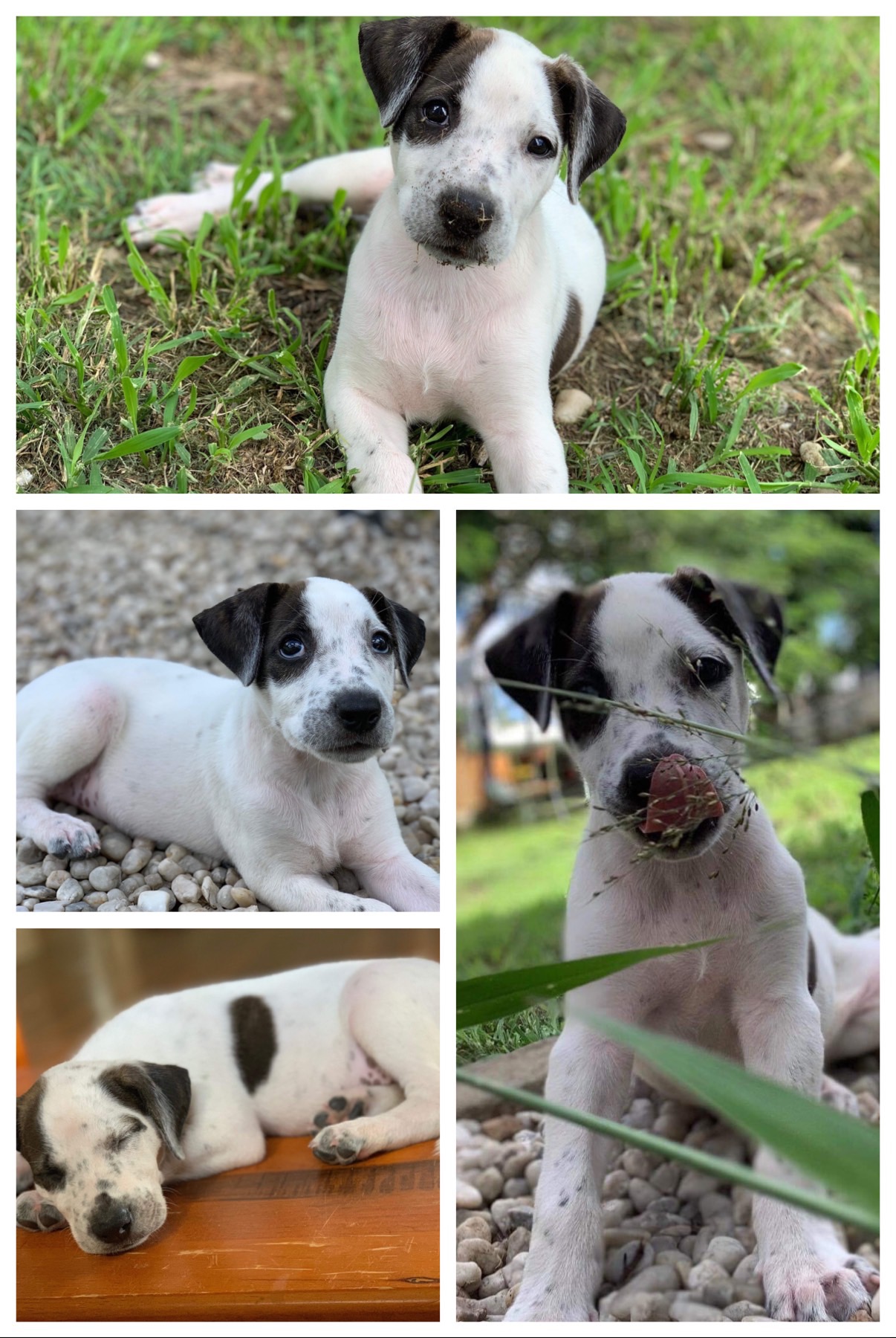 Suzie - Large Female Mixed Breed Dog in QLD - PetRescue