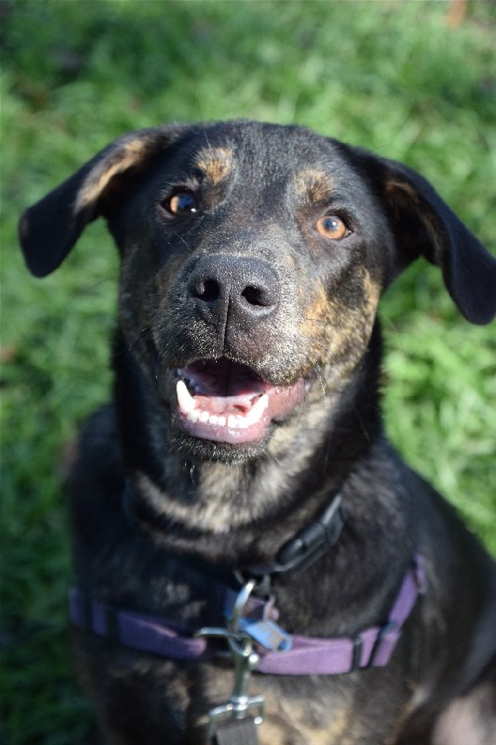 Bobby - Medium Male Border Collie x Rottweiler Mix Dog in QLD - PetRescue