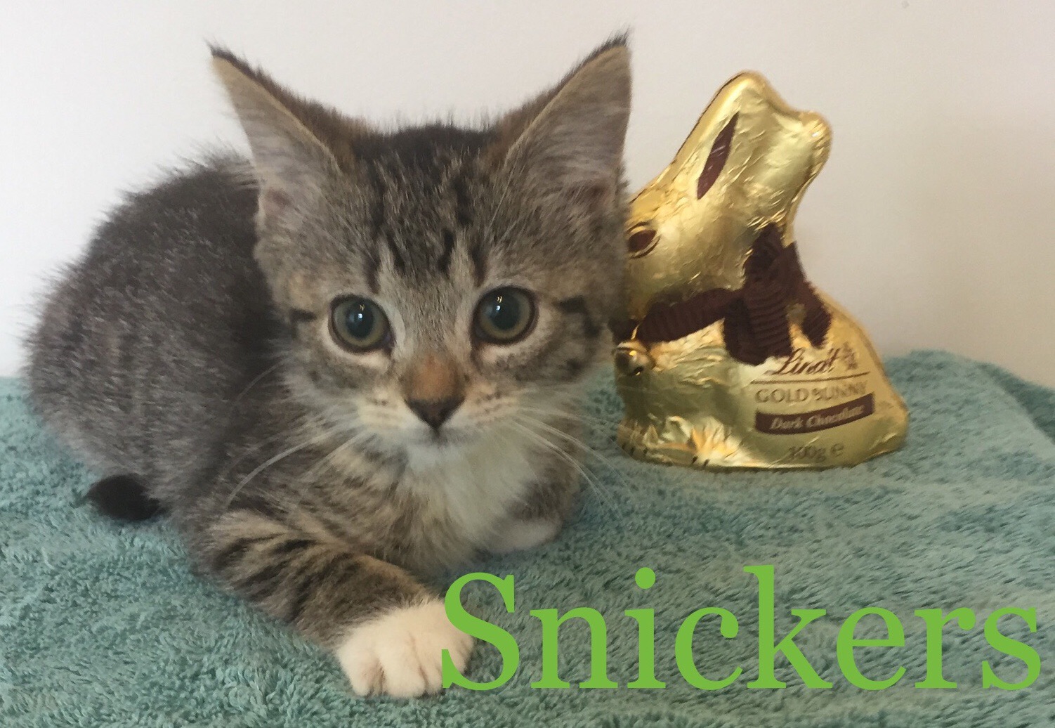 Snickers - Male Domestic Short Hair Cat in NSW - PetRescue