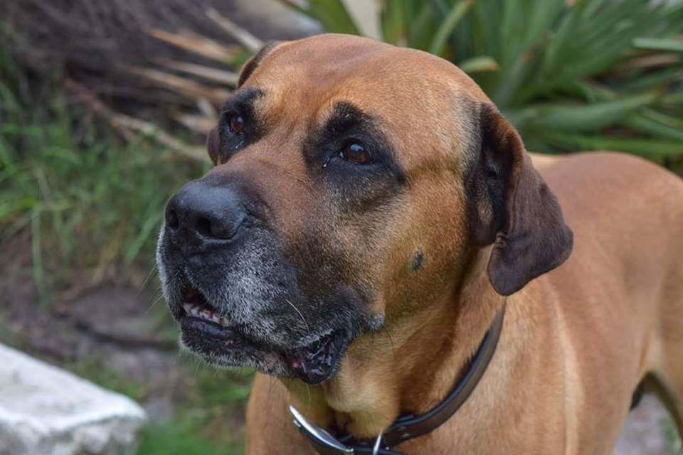 Chester - Large Male Great Dane x Mastiff x Rhodesian Ridgeback Mix Dog ...