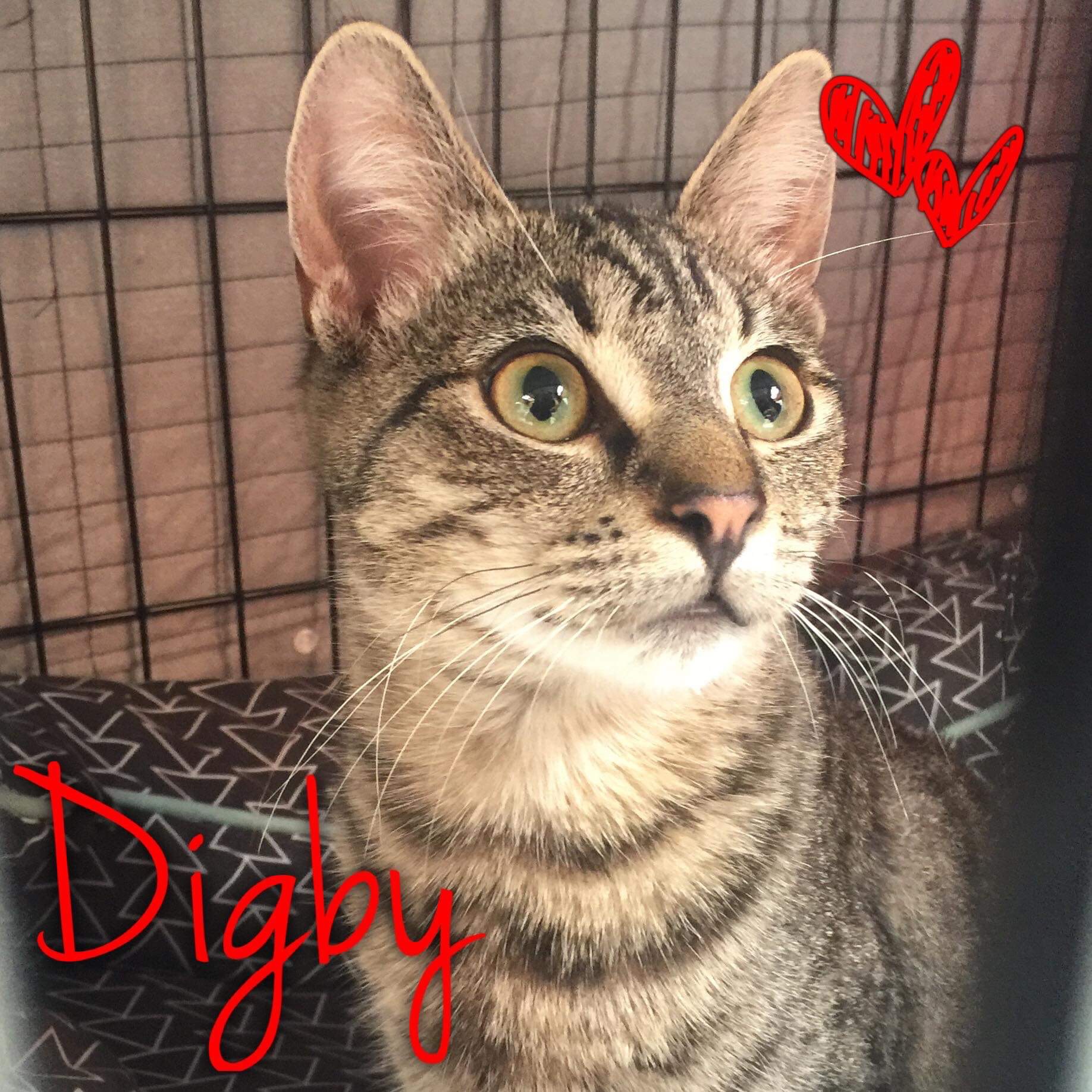 Digby - Meet me at Cat Lounge/Neko HQ Preston - Male Domestic Short ...