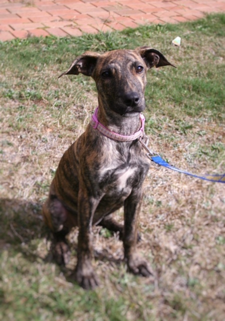 Molly - Medium Female Greyhound x Staghound Mix Dog in VIC - PetRescue