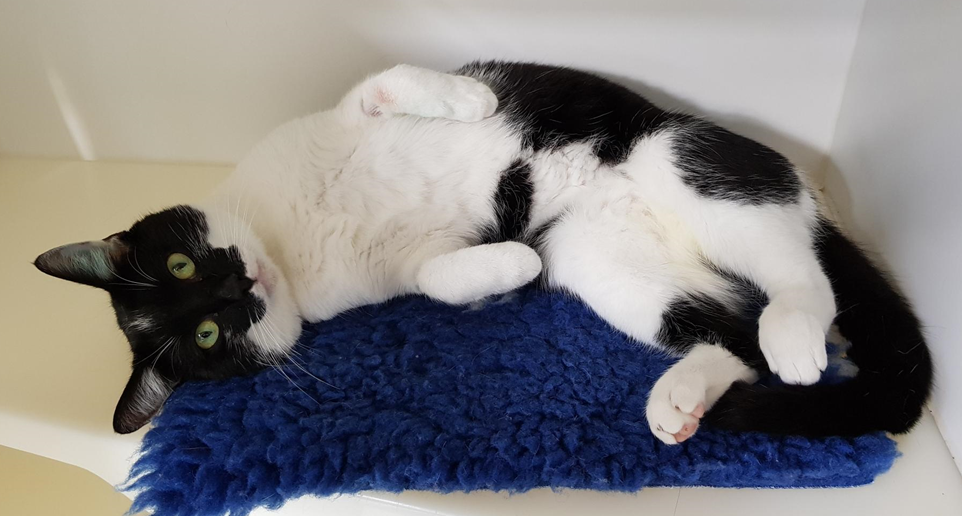 Jeeves - Male Domestic Short Hair Cat in VIC - PetRescue