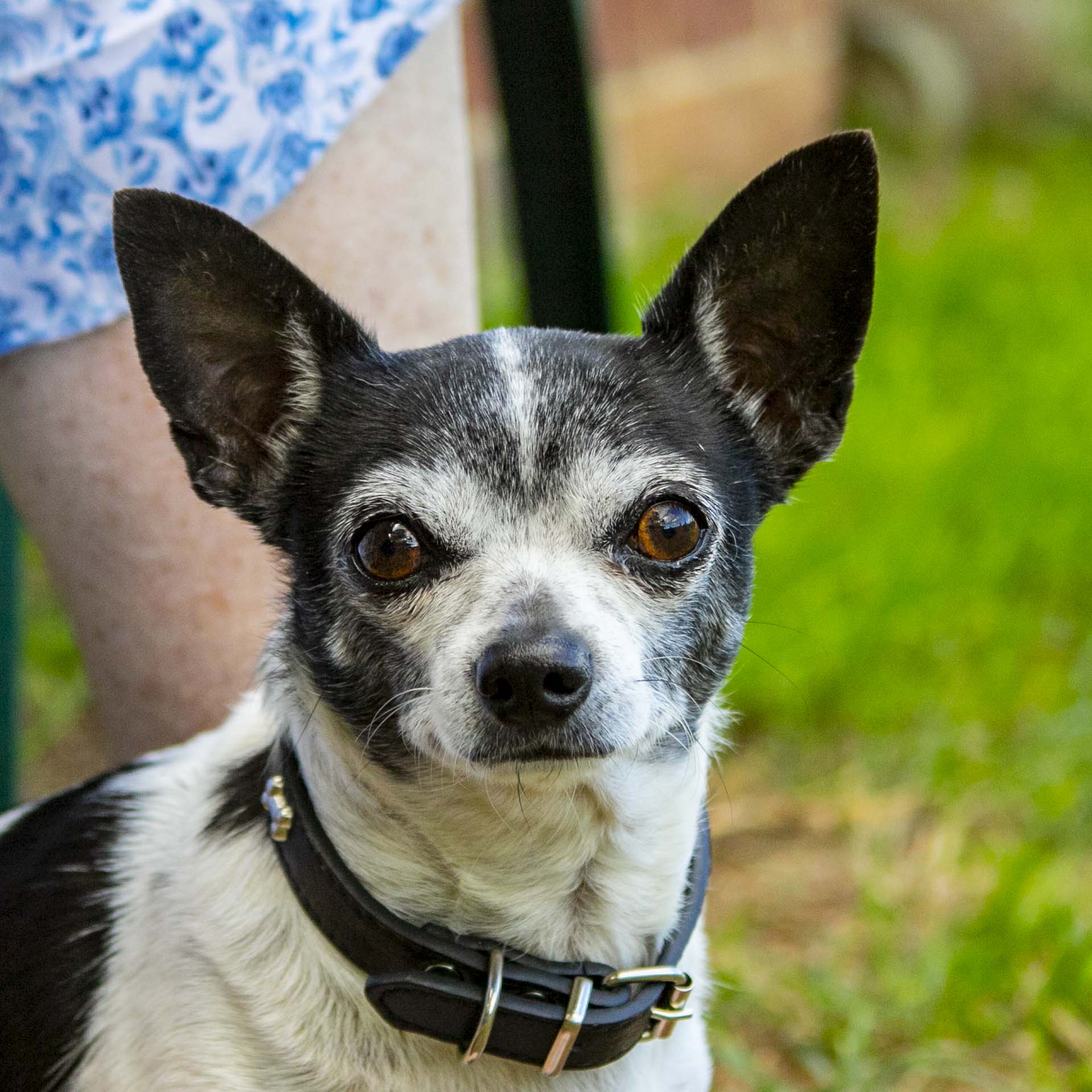 Pepe - Small Male Chihuahua Dog in NSW - PetRescue