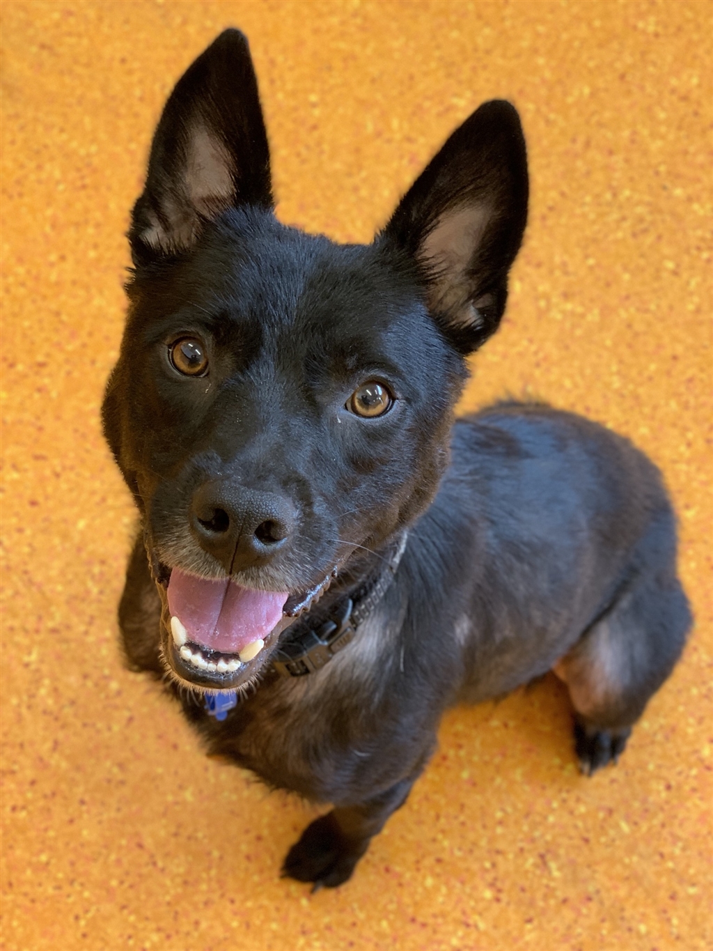 Shadow - Medium Male Kelpie x Schipperke Mix Dog in QLD - PetRescue