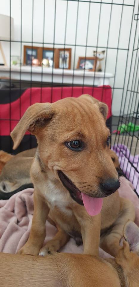 Charlie DL2143 - Medium Male Kelpie x Ridgeback Dog in WA - PetRescue