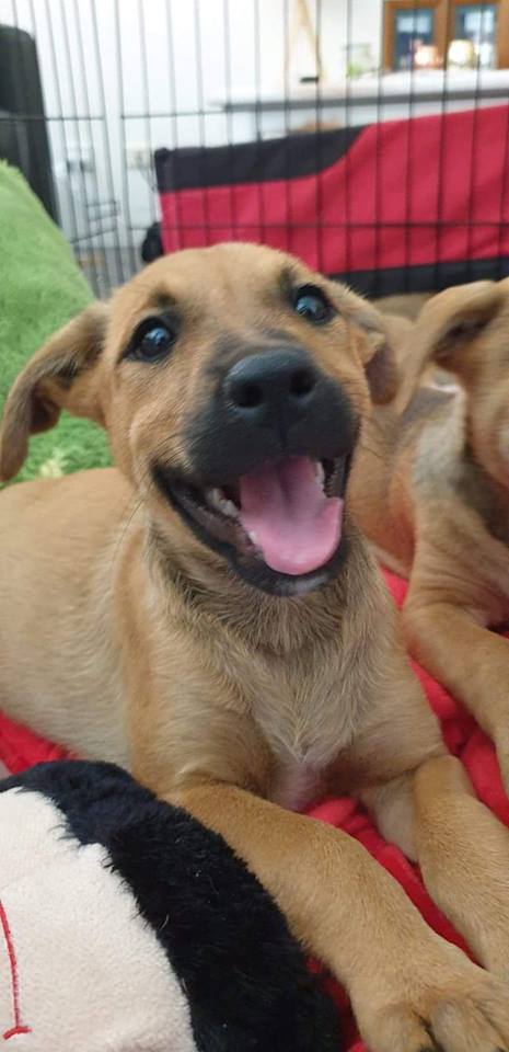 Ellie DL2142 - Medium Female Kelpie x Ridgeback Dog in WA - PetRescue