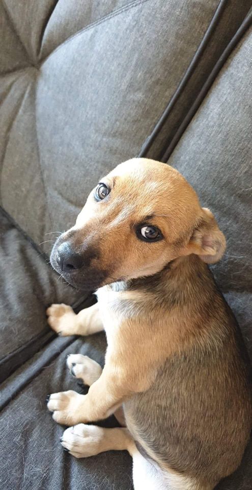 Willow DL2141 - Medium Female Kelpie x Ridgeback Dog in WA - PetRescue