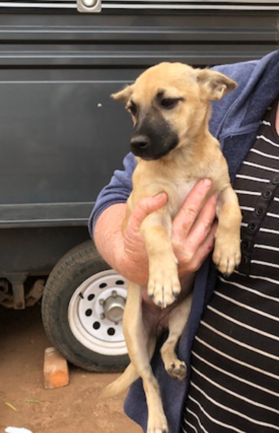 Muffy - Medium Female Mixed Breed Dog in WA - PetRescue