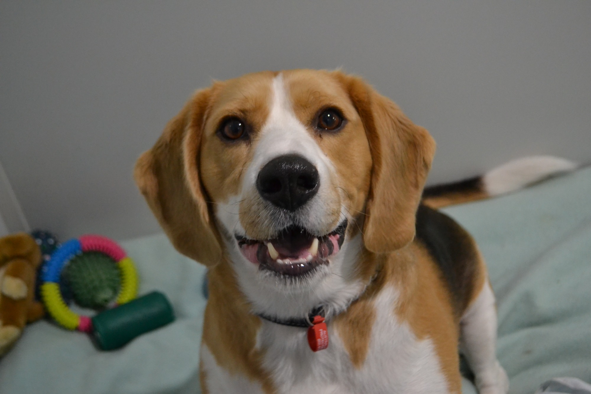 Maximus - Medium Male Beagle Dog in VIC - PetRescue