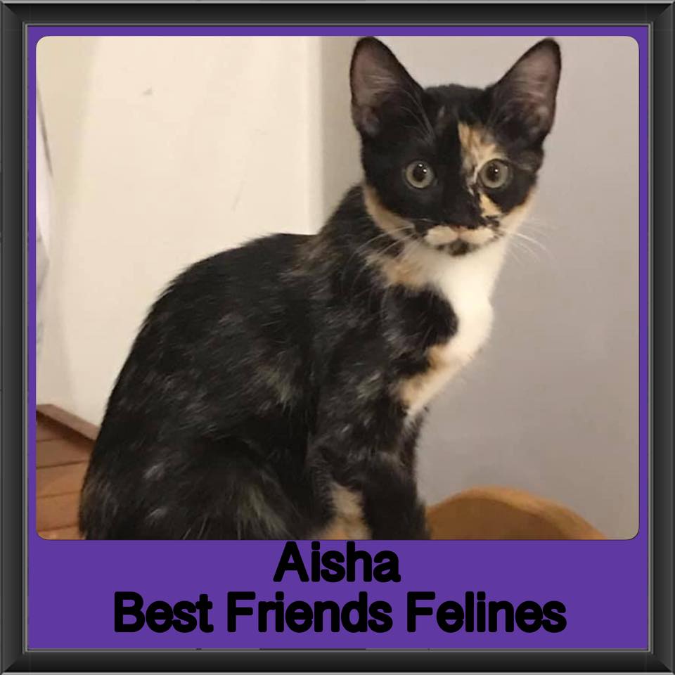 Best Friends Felines - PetRescue